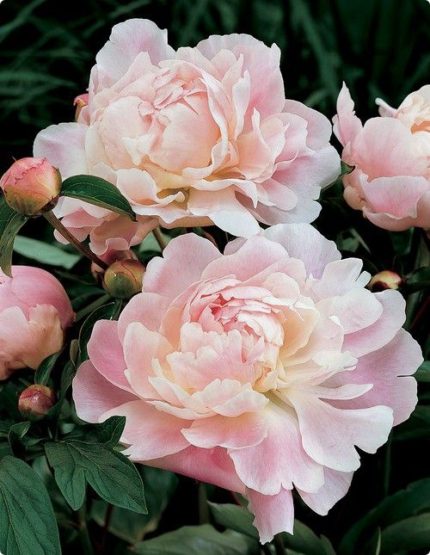 Old Friends Of The Garden