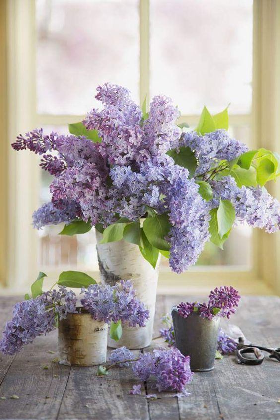 When The Lilacs Bloom