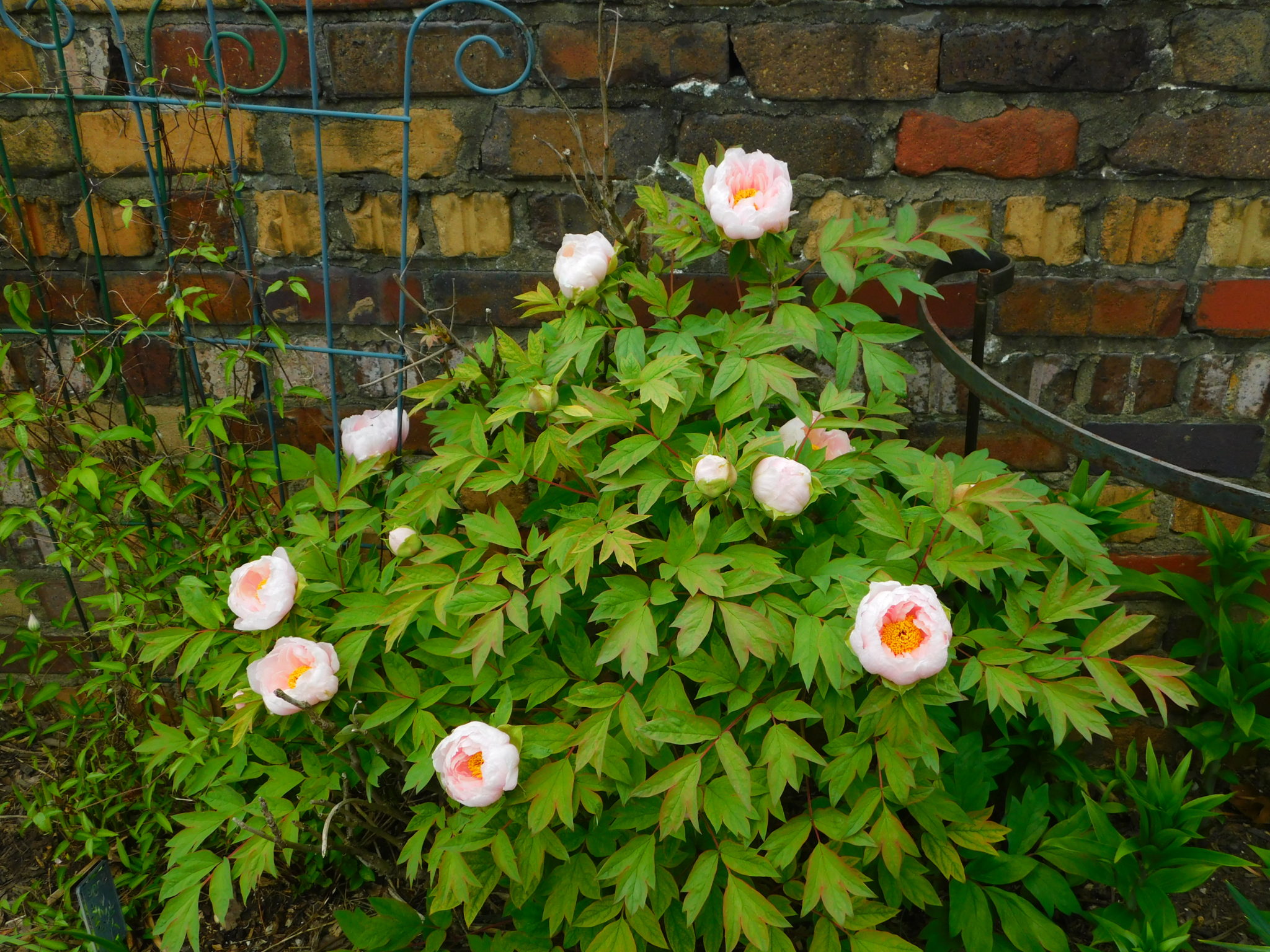 Sunday Thoughts ~ One Blossom At A time